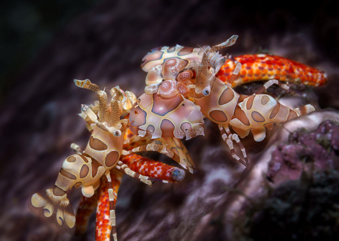 Exclusive Interview with Andrey Savin-an excellent underwater photogra